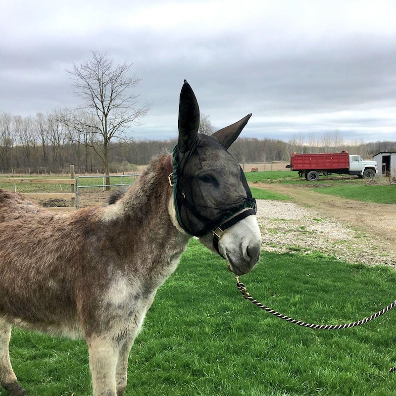 Stuffed Donkey - Etsy