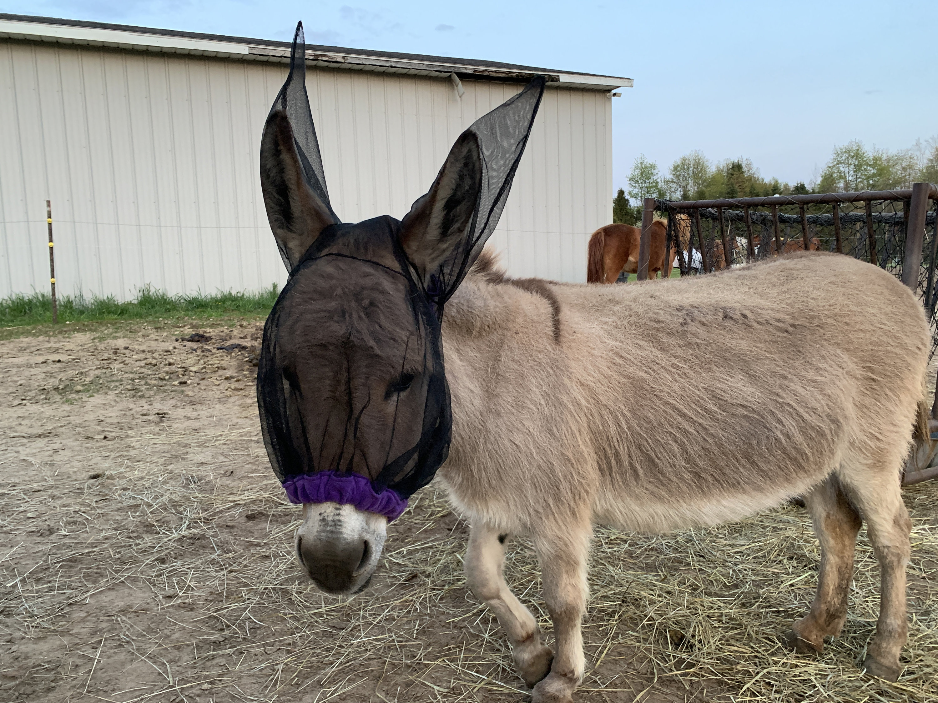 Mini Donkey Fly Mask - Etsy