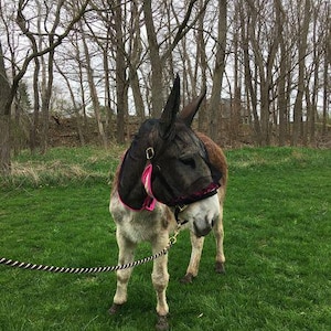 Large Standard Donkey - Etsy