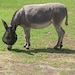 Mini Donkey Fly Mask - Etsy