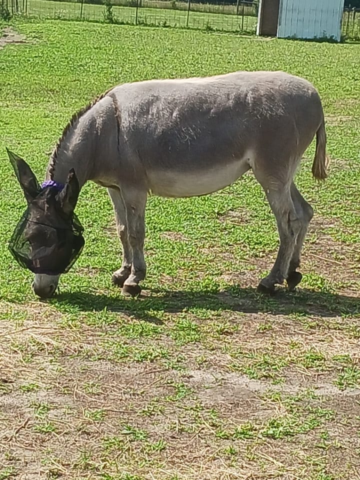 Mini Donkey Fly Mask - Etsy