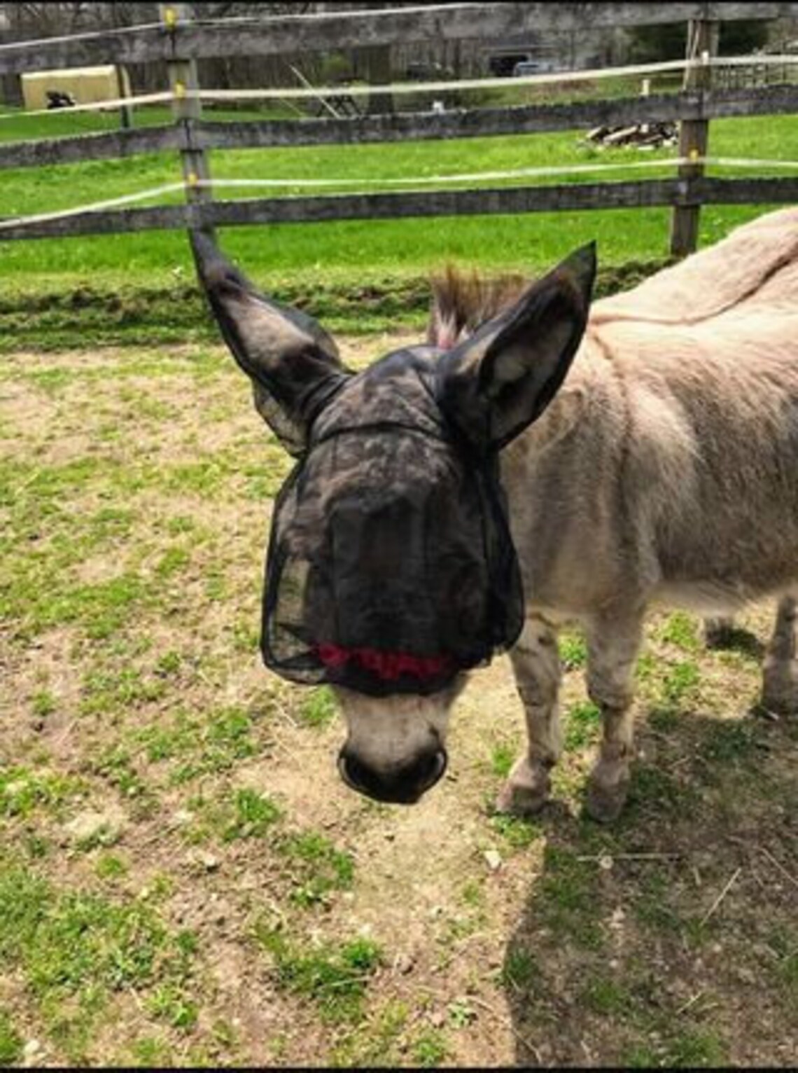 Mini Donkey Fly Mask - Etsy