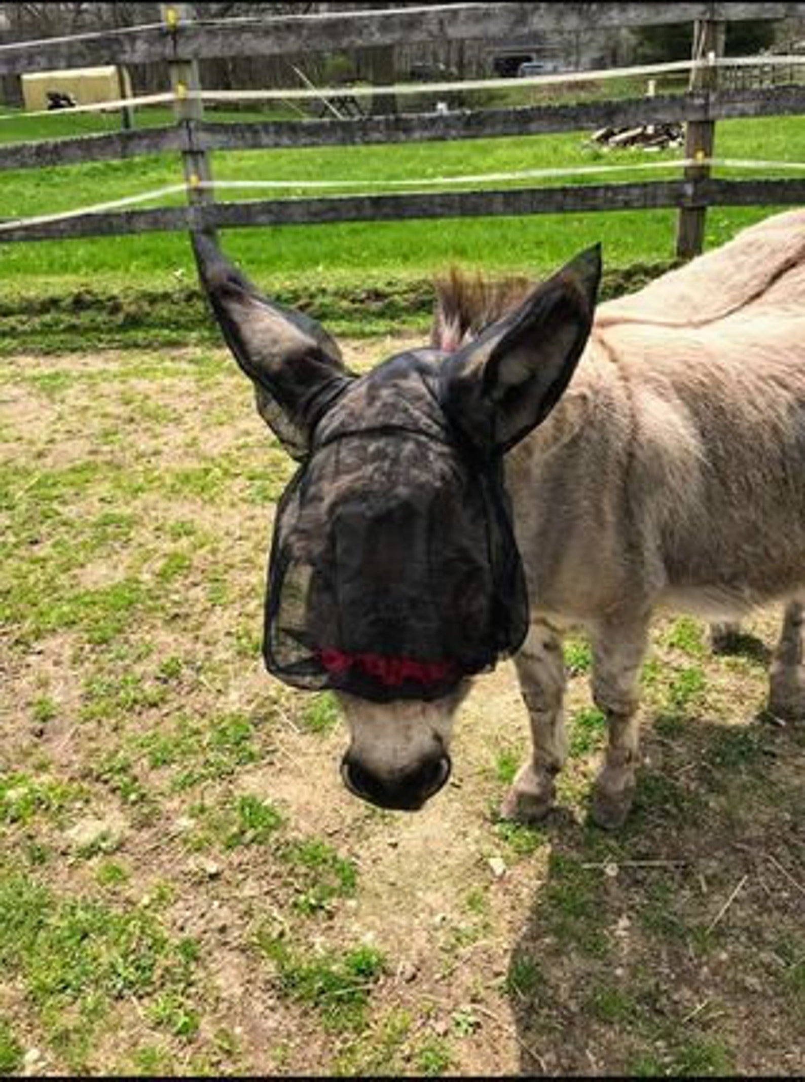 Mini Donkey Fly Mask - Etsy