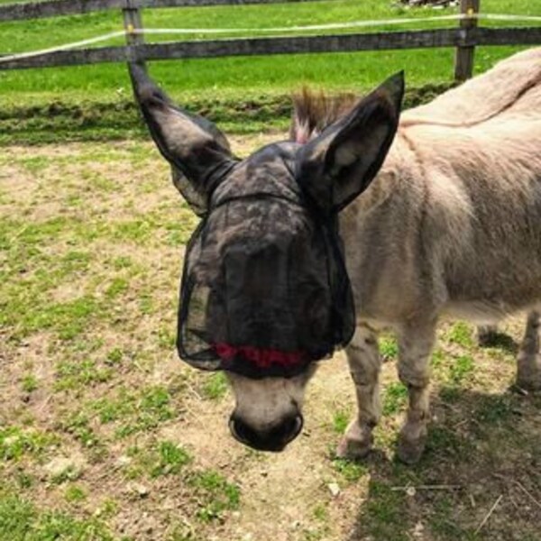 Donkey Mask - Etsy