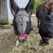 Mini Donkey Fly Mask - Etsy