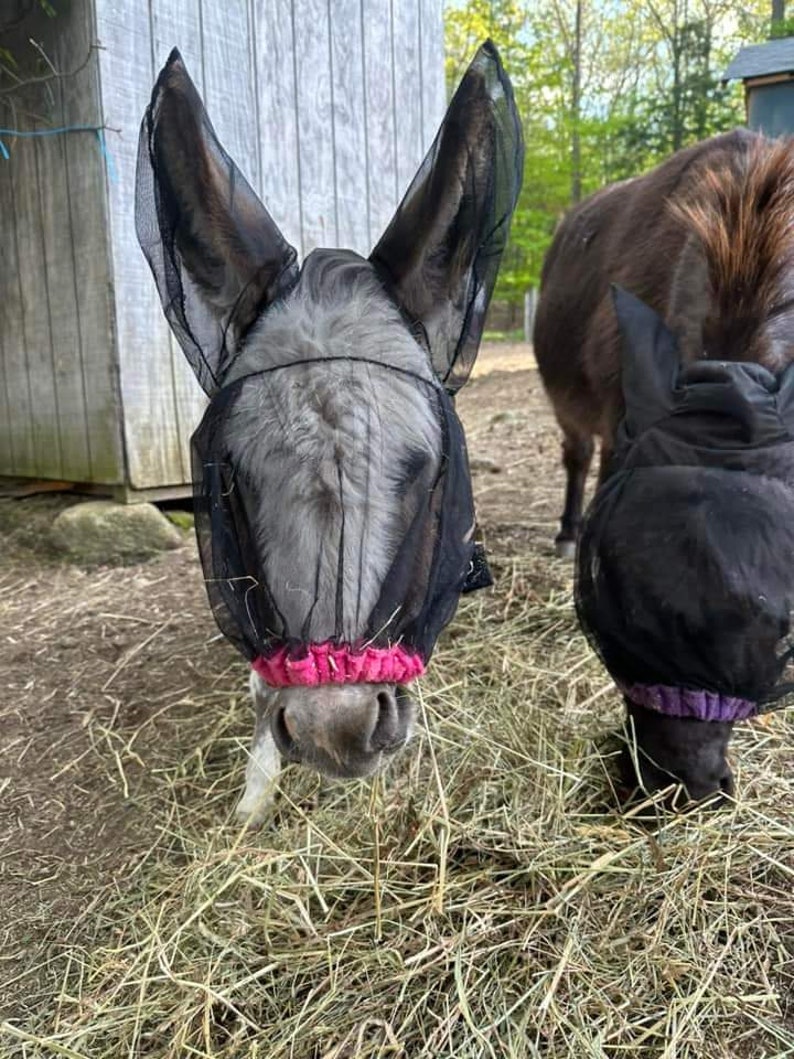 Mini Donkey Fly Mask - Etsy