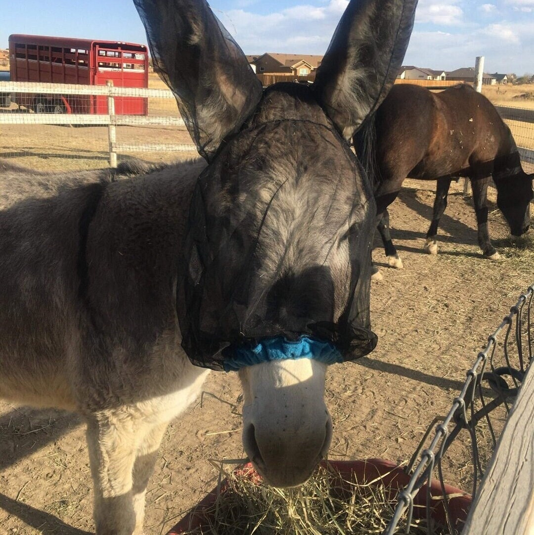 Large Standard Donkey - Etsy