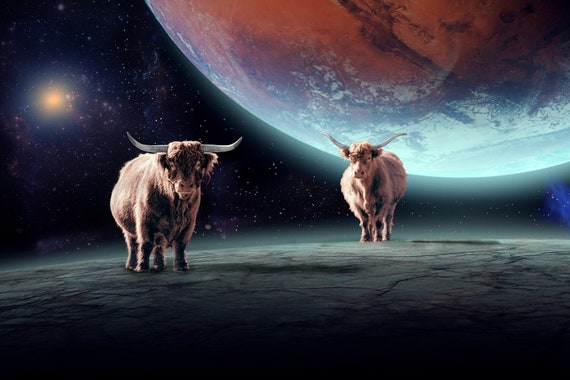 Scottish Highland Cow Space Print | Etsy