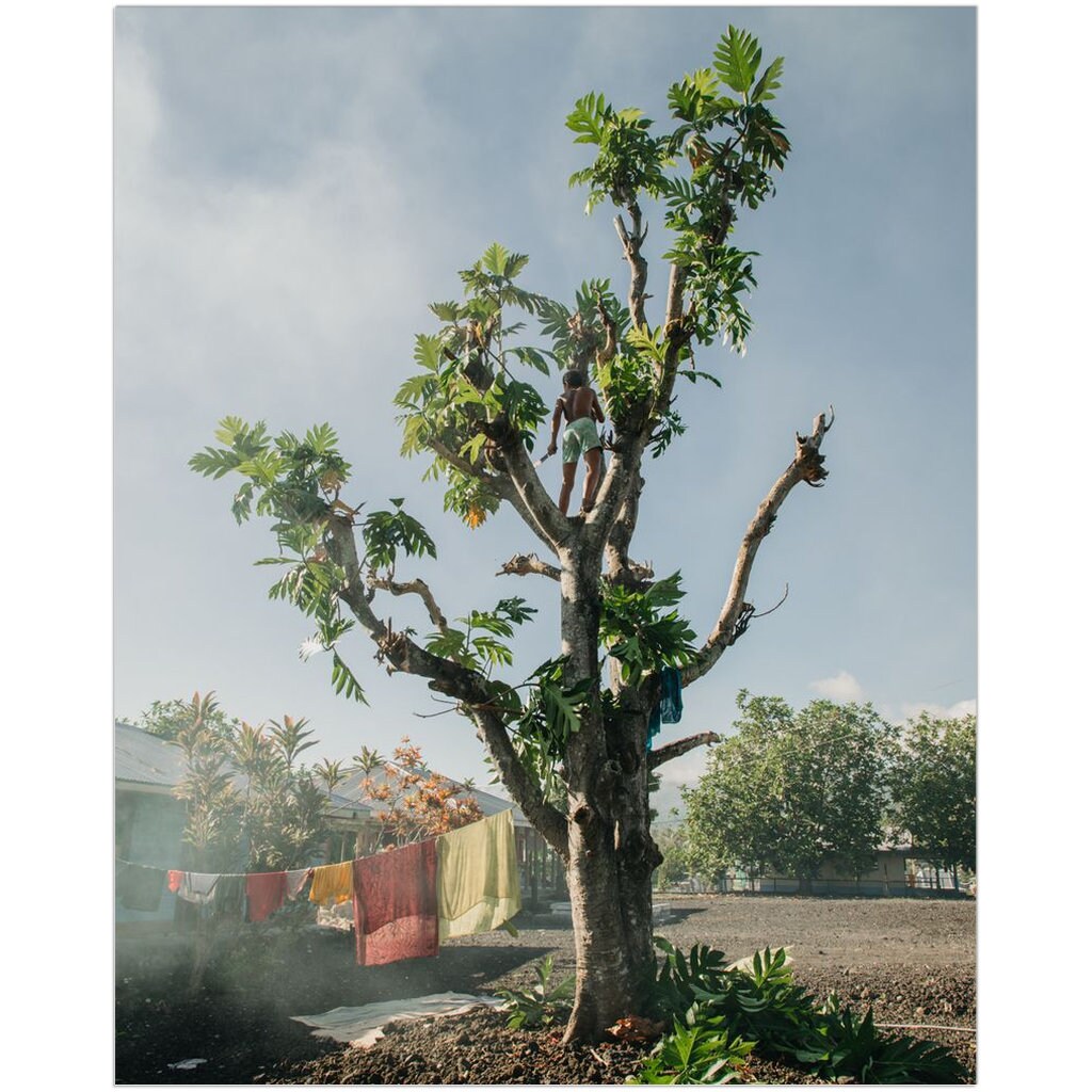 Samoan Breadfruit Tree