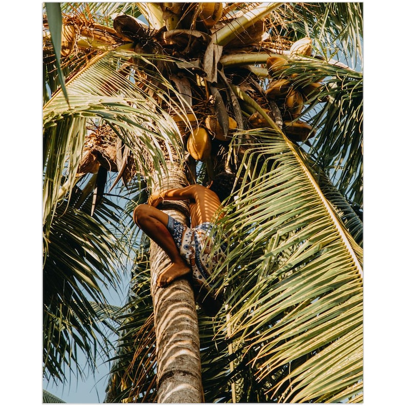 In the Crown of A Palm Tree, Polynesian Art, Samoan Print, Fine Art ...