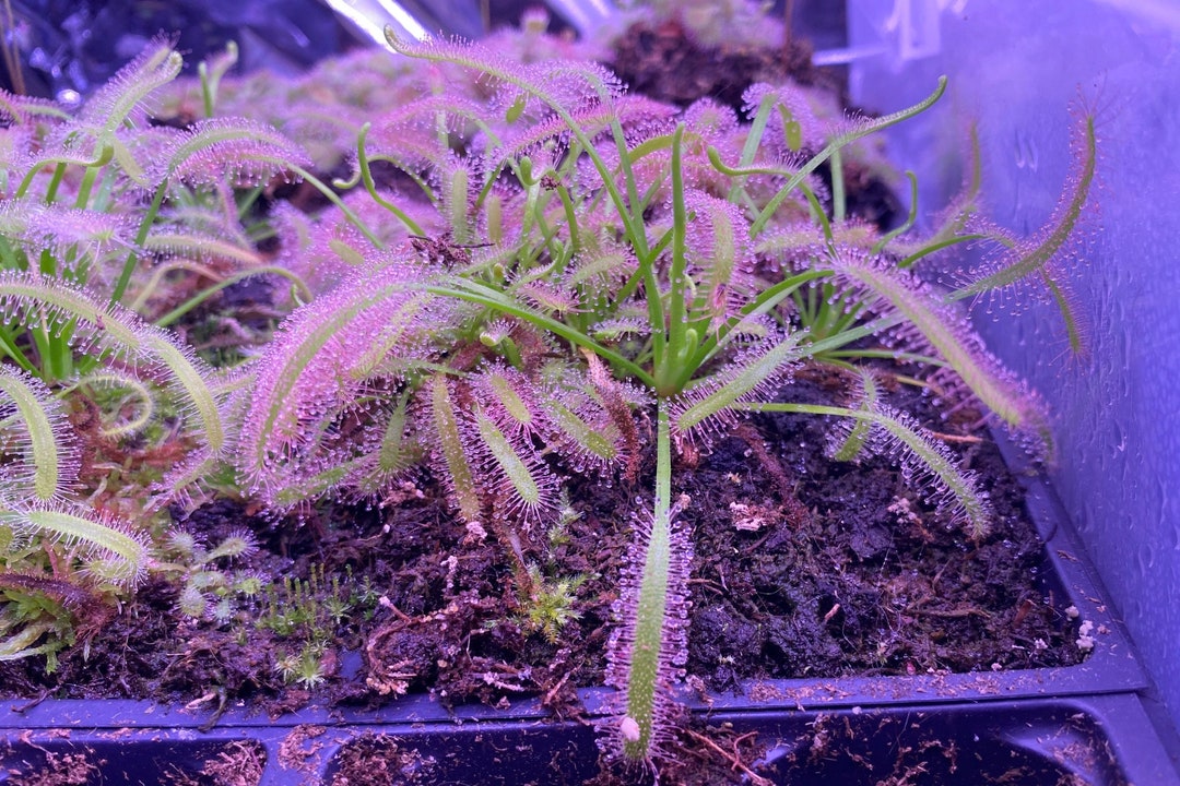 Drosera Capensis alba Cultivar - Etsy
