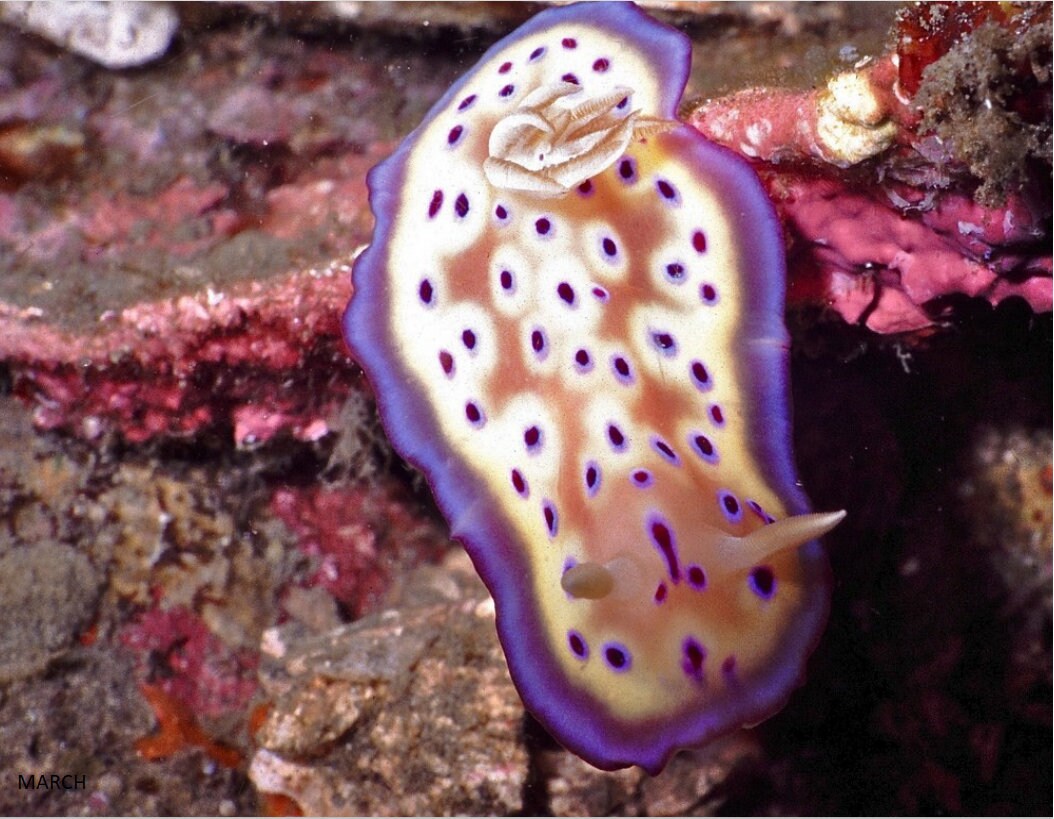 2024 Nudibranch/sea Slug Calendar - Etsy