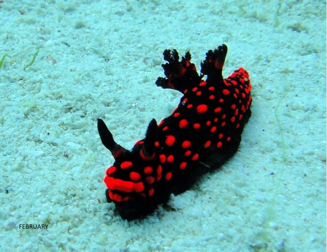 2024 Nudibranch/sea Slug Calendar - Etsy