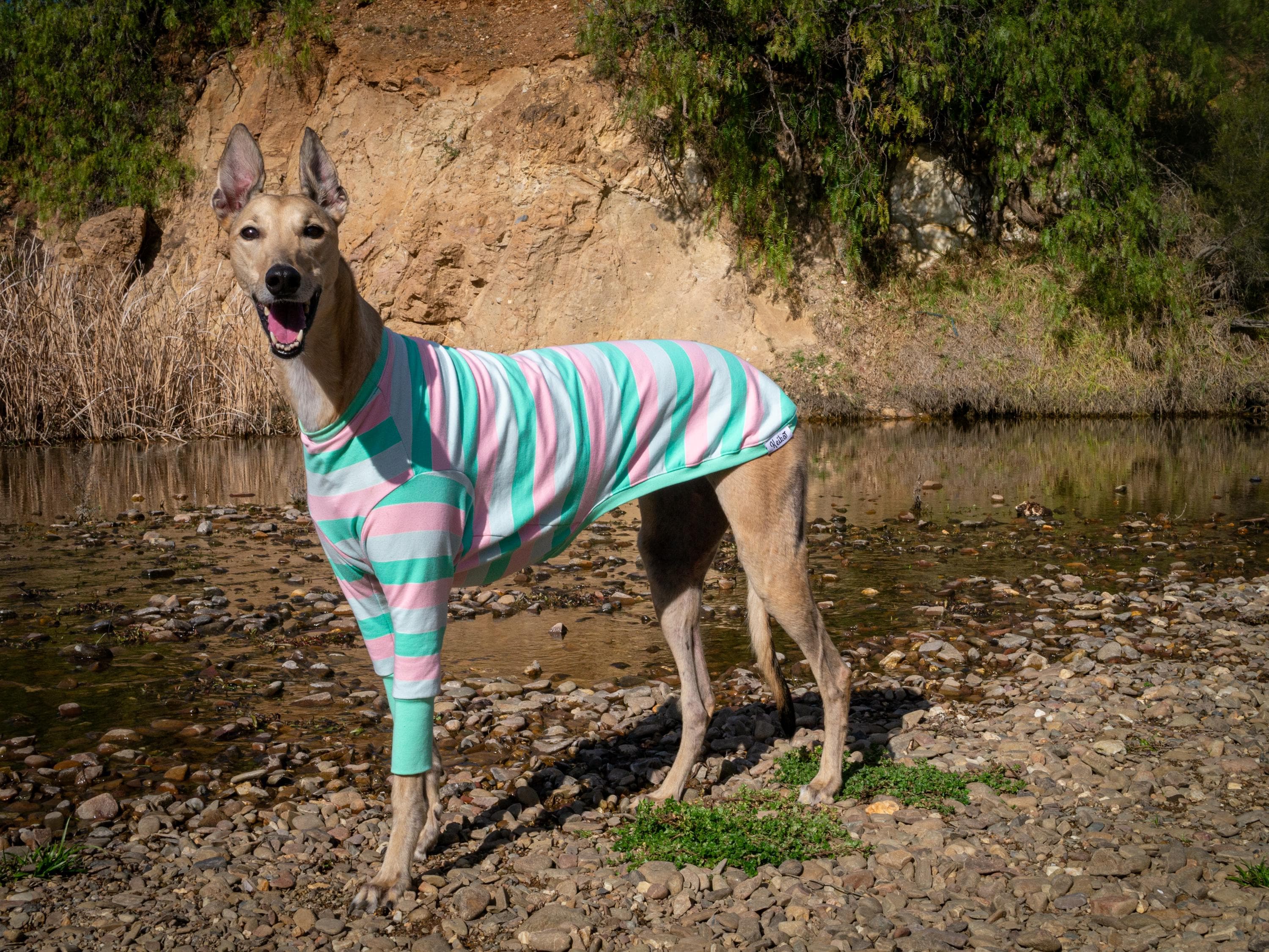 Greyhound Pyjamas – Soda Snoot | Lightweight Warm Cotton Dog Coat ...