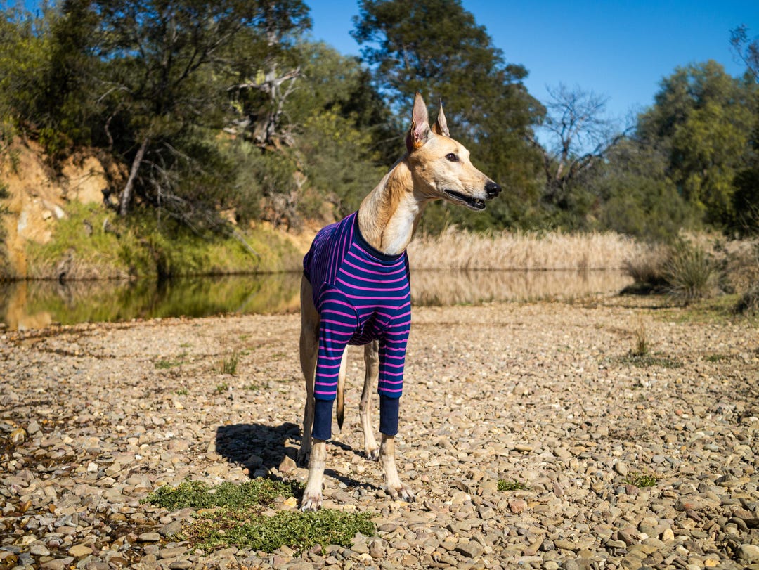 Greyhound Pyjamas – Violet Zoomie | Lightweight Warm Cotton Dog Coat ...