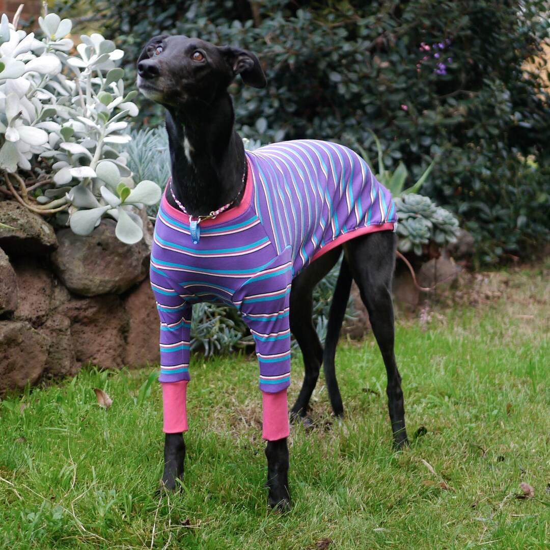 Greyhound Clothes Cyber Hound - Etsy