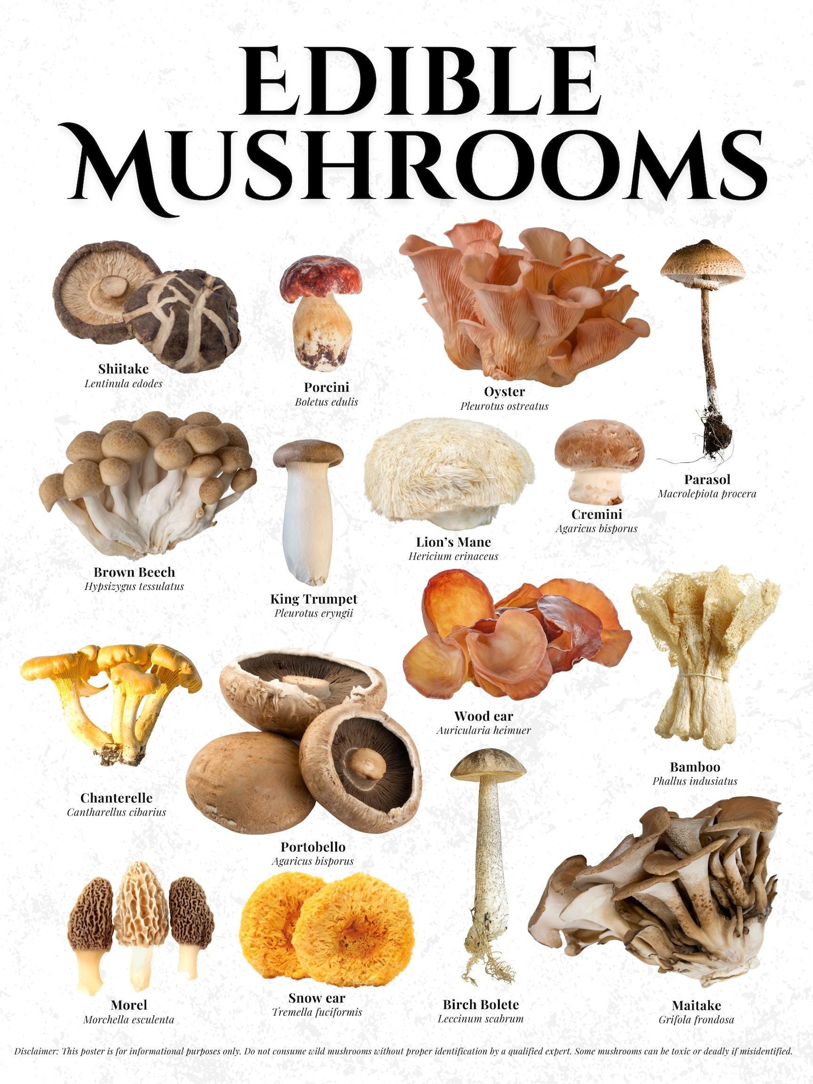 Edible Mushrooms Botanical Poster Set: Kitchen Wall Art - Etsy