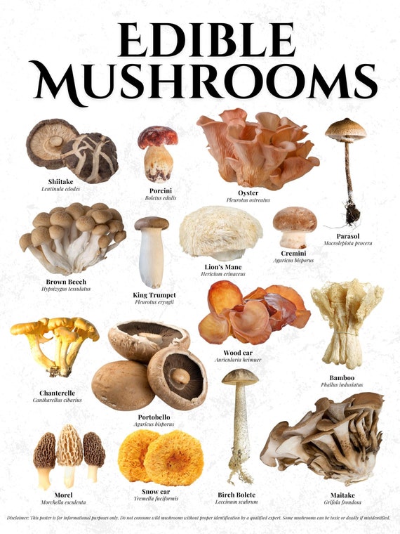 Types Of Mushrooms List