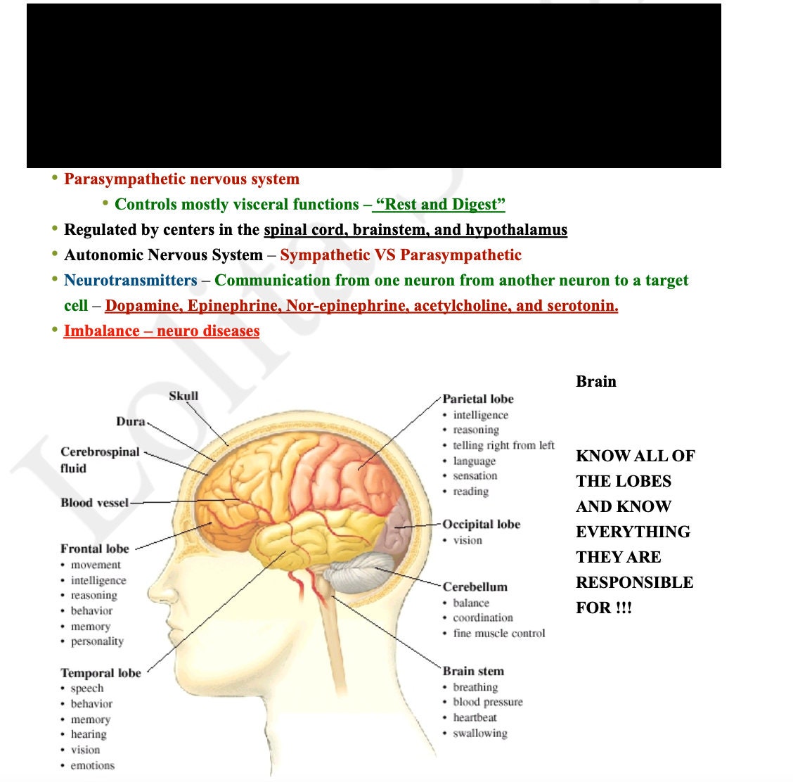 Med-surg Nursing Notes/study Guides Part 1 - Kingsborough NUR 22 - Etsy
