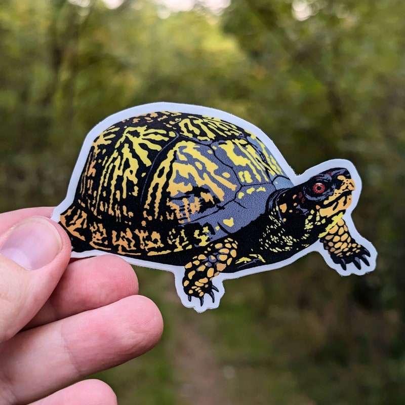Box Turtle - Etsy