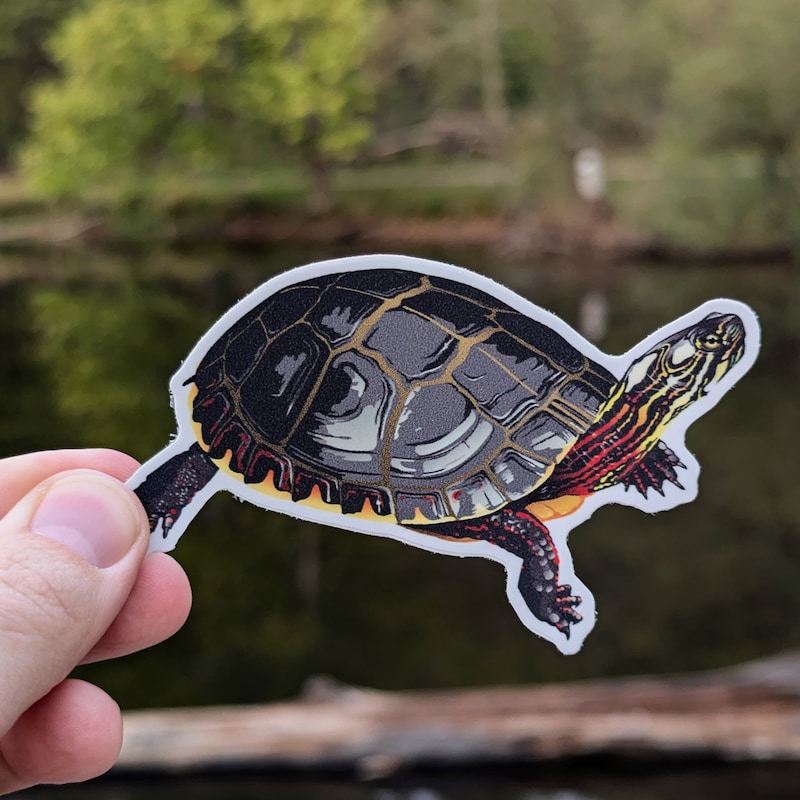 Terrapin Turtle - Etsy