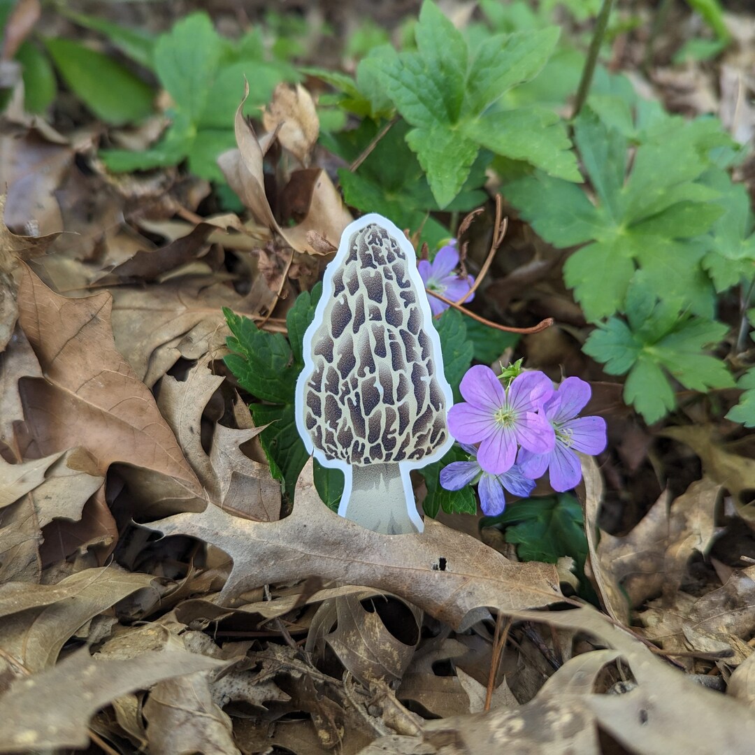 Yellow Morel (morchella Esculenta) Vinyl Decal - Etsy