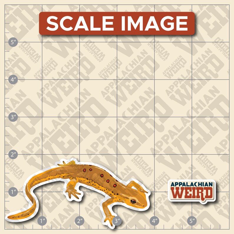 Young Eastern Newt (notophthalmus Viridescens) Vinyl Decal - Etsy