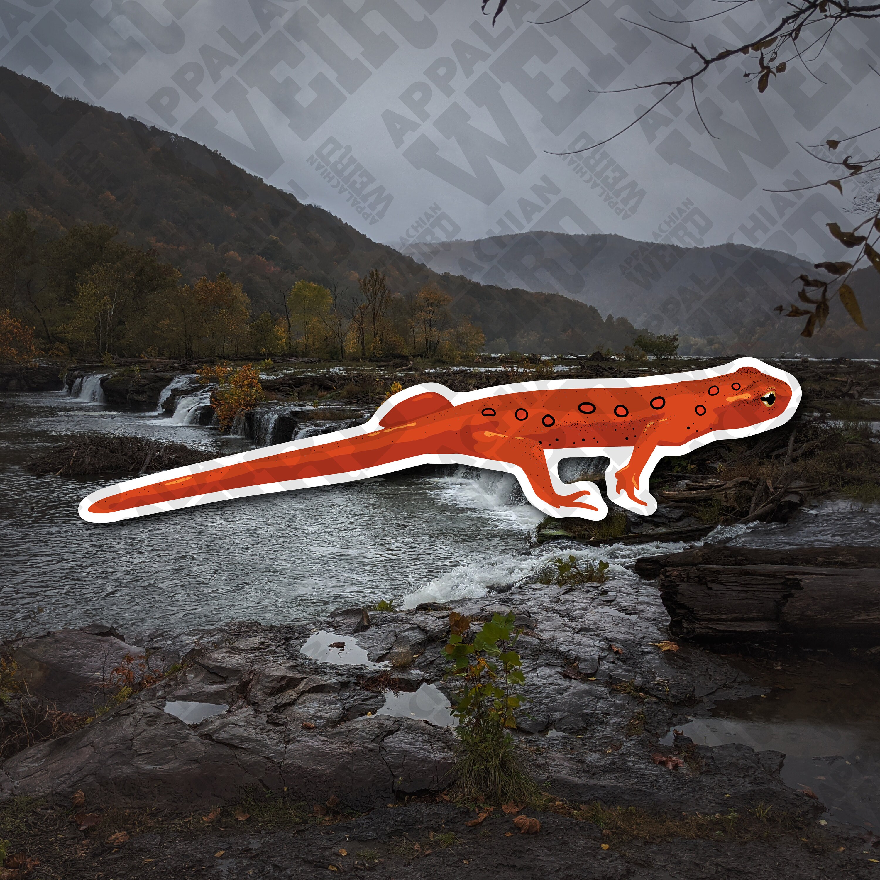 Red Eft (notophthalmus Viridescens) Vinyl Decal - Etsy