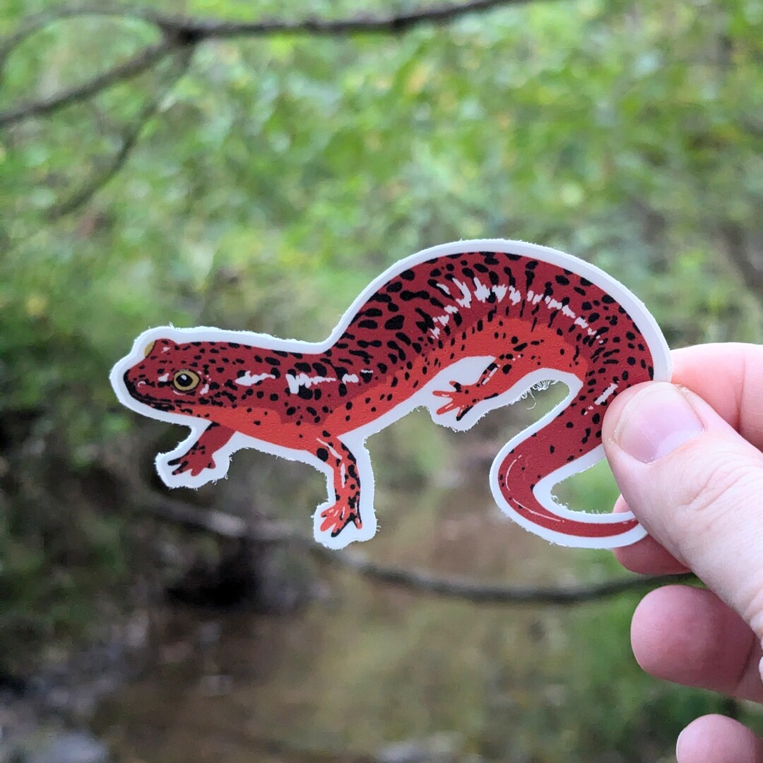 Red Salamander (pseudotrition Ruber) Vinyl Decal - Etsy