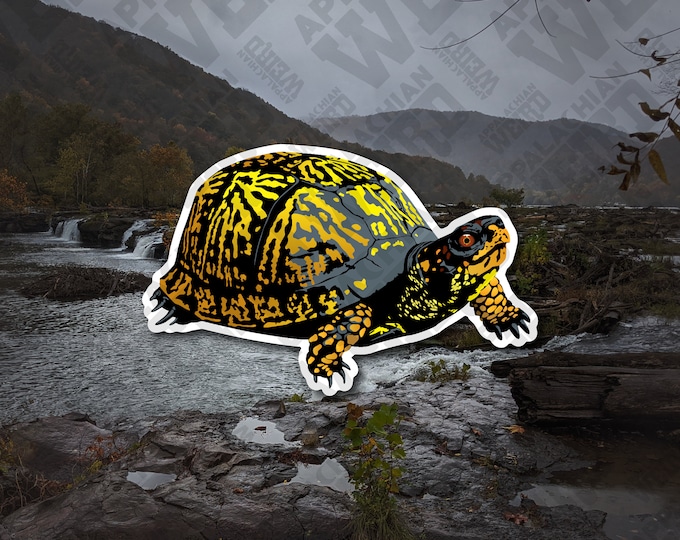 Florida Box Turtle - Etsy