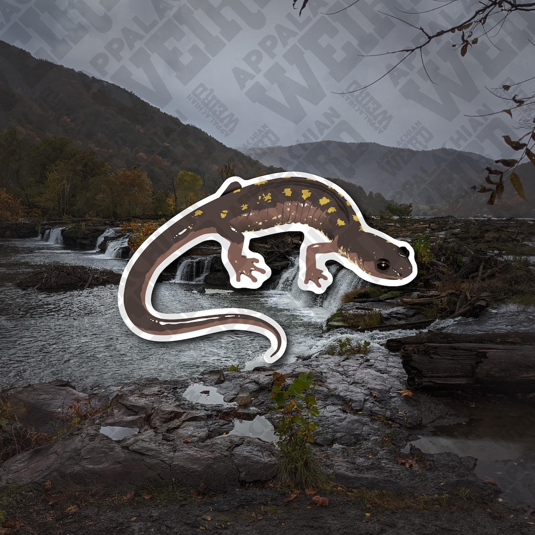 Yellow-spotted Woodland Salamander (plethodon Pauleyi) Vinyl Decal - Etsy