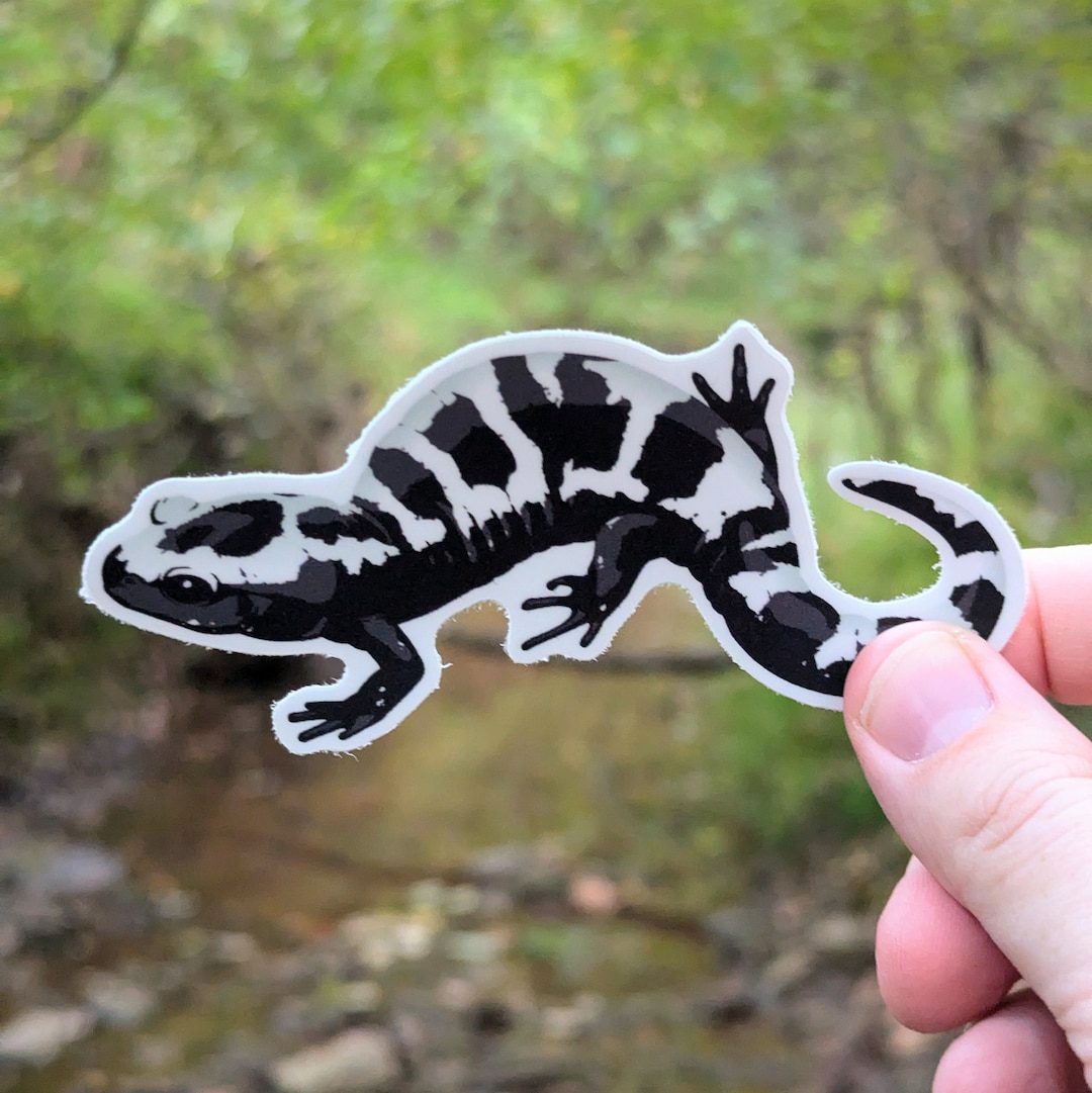Marbled Salamander (ambystoma Opacum) Vinyl Decal - Etsy