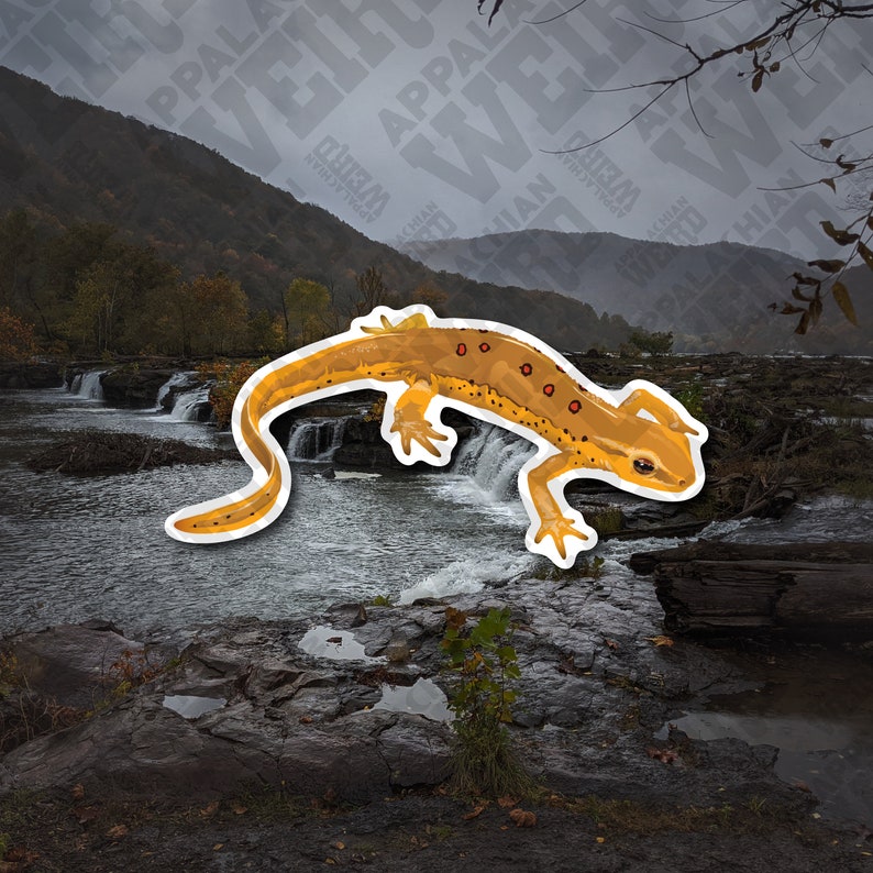 Young Eastern Newt (notophthalmus Viridescens) Vinyl Decal - Etsy