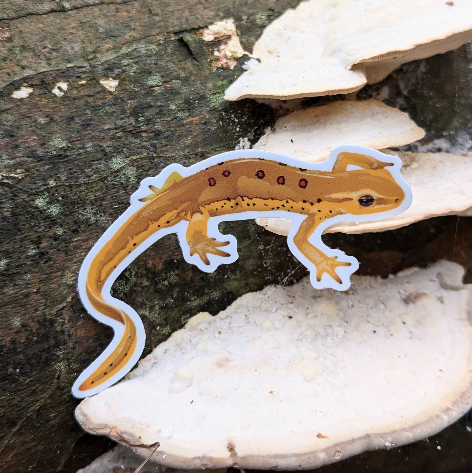 Young Eastern Newt (notophthalmus Viridescens) Vinyl Decal - Etsy