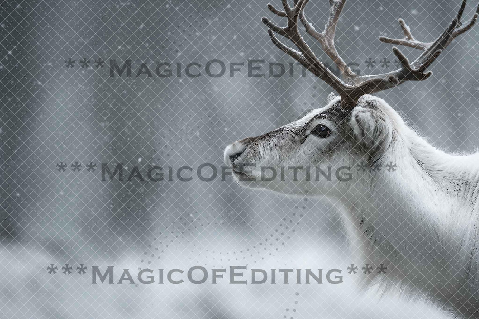 Reindeer Background, Xmas BACKGROUND, Photography Backdrop, Photoshop ...
