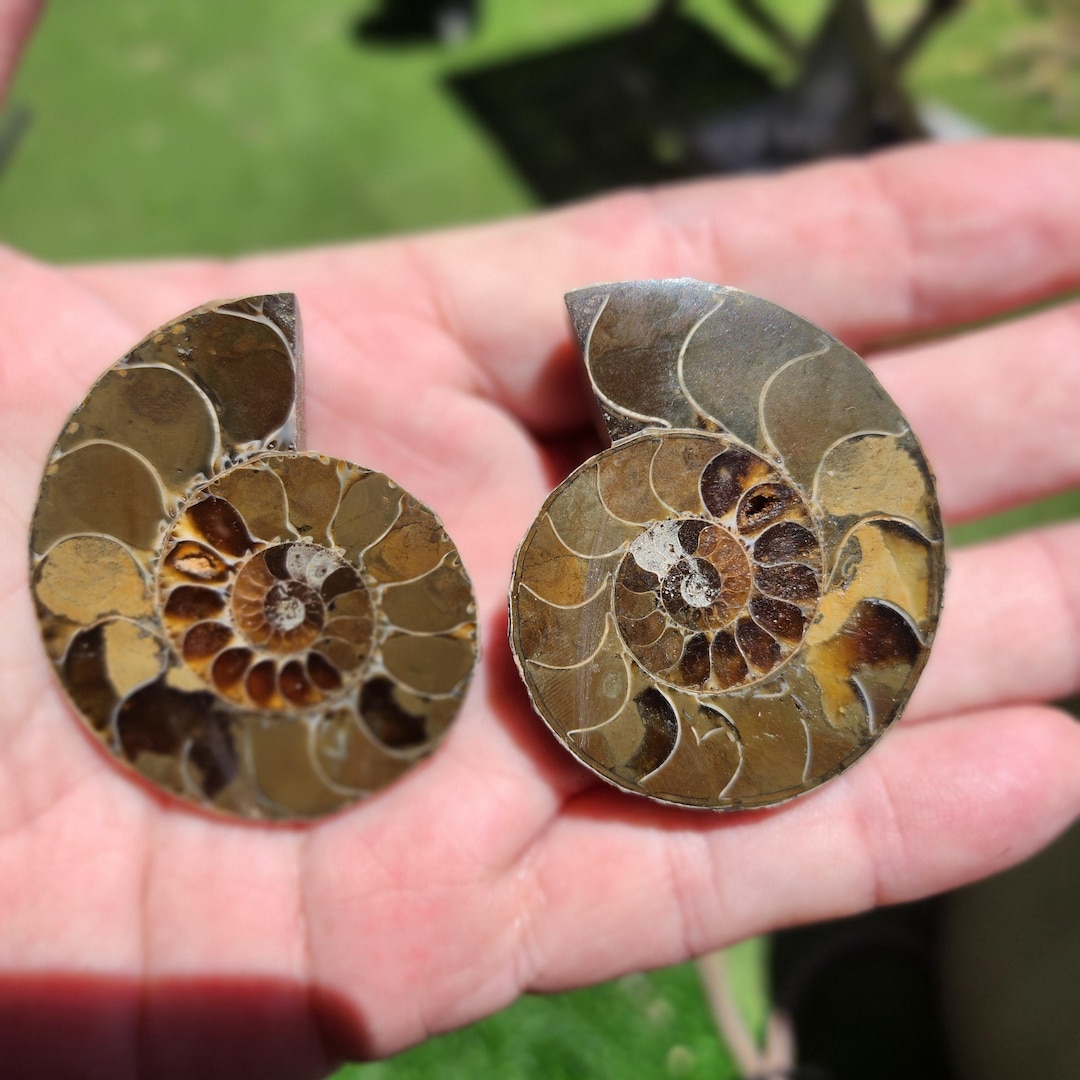 Cleoniceras Ammonite, Iridescent Back, Arc-shaped, in Sky Blue and Fern ...