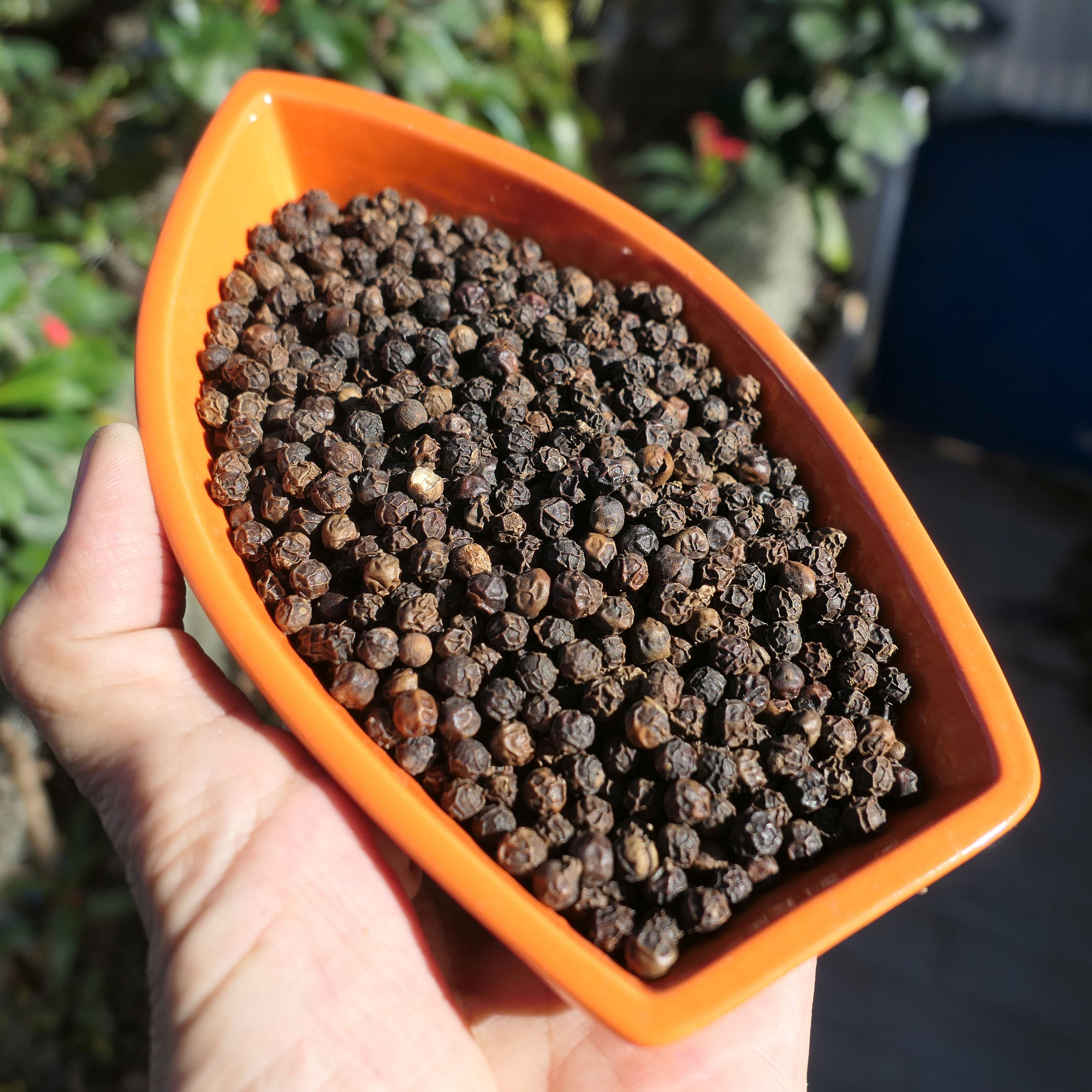 Black Pepper Seeds For Planting