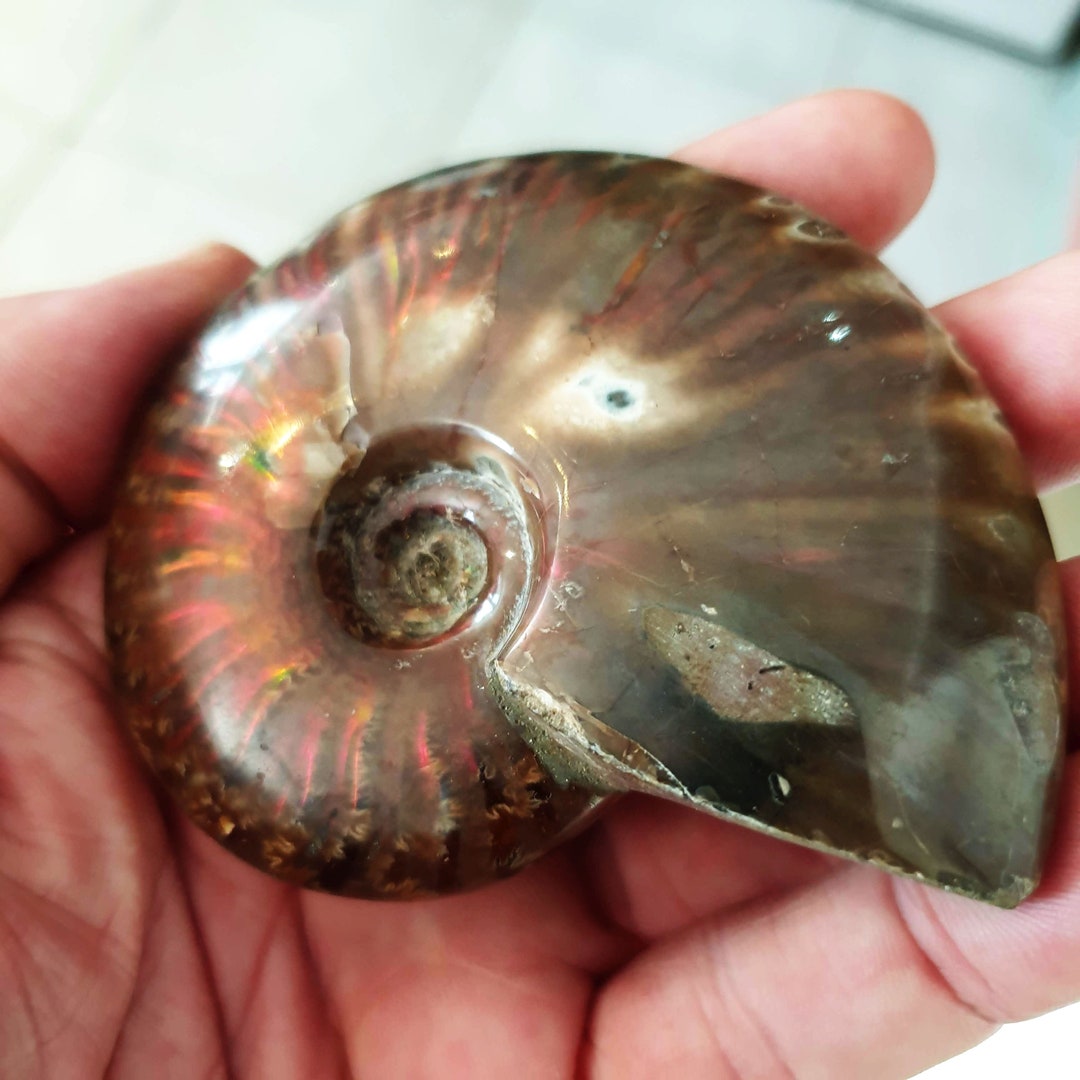 J978 Big RED AMMONITE / AMMOLITE Cleoniceras 140g-83mm Very Iridescent ...