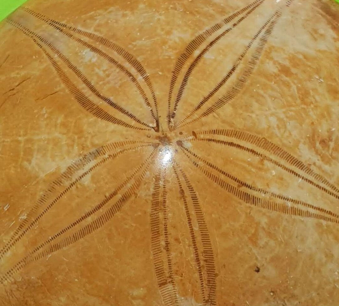 A692 SEA URCH With Mother-of-pearl FOSSIL Very Beautiful STAR 120g 71mm ...