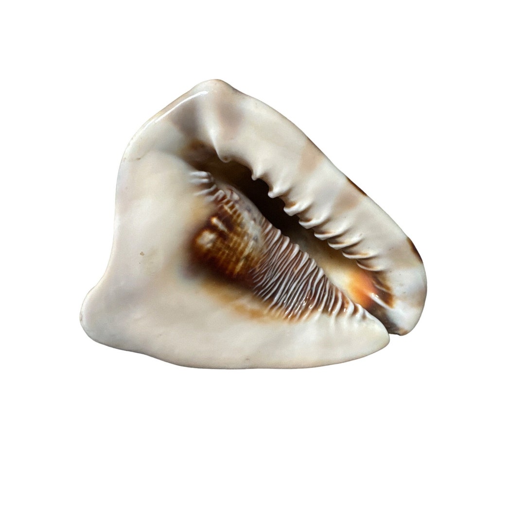 Large Natural Horned Queen Helmet Conch Shell Decorative Piece Nautica ...
