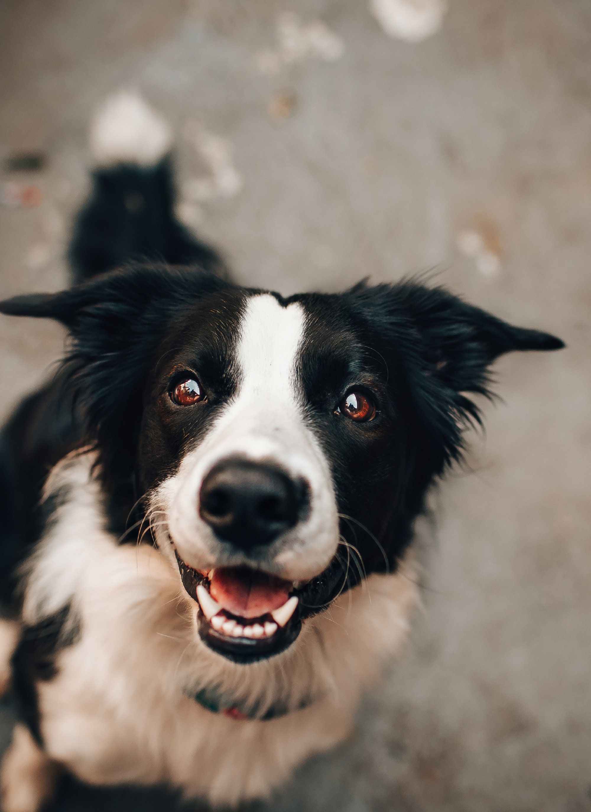 Happy Dogs Printable Art - Etsy