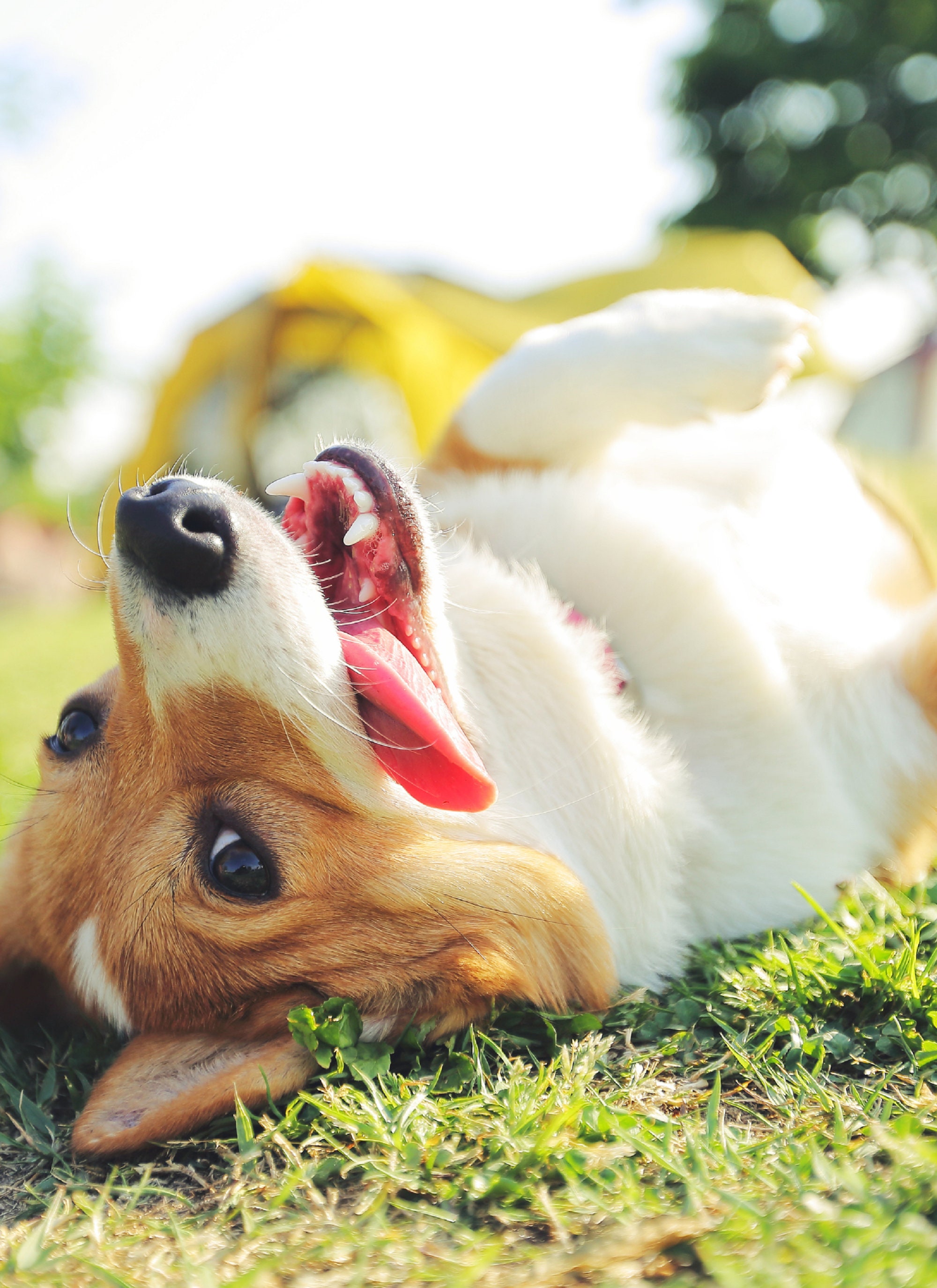 Happy Dogs Printable Art - Etsy