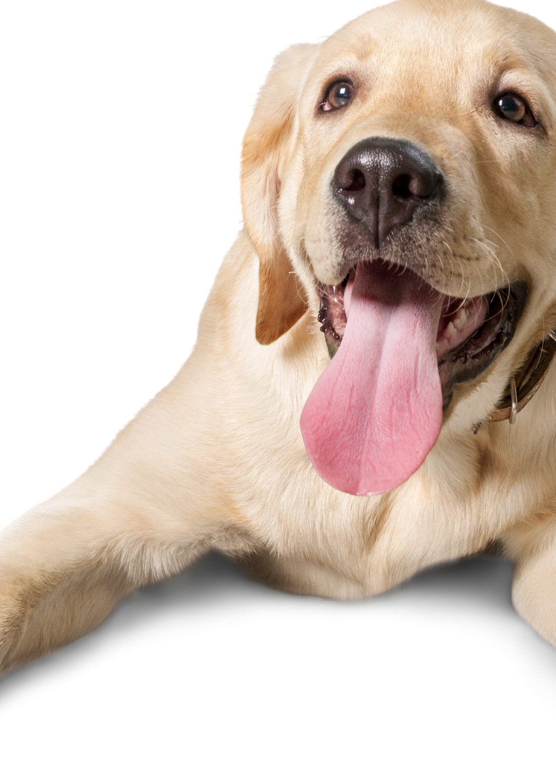 Happy Dogs Printable Art - Etsy