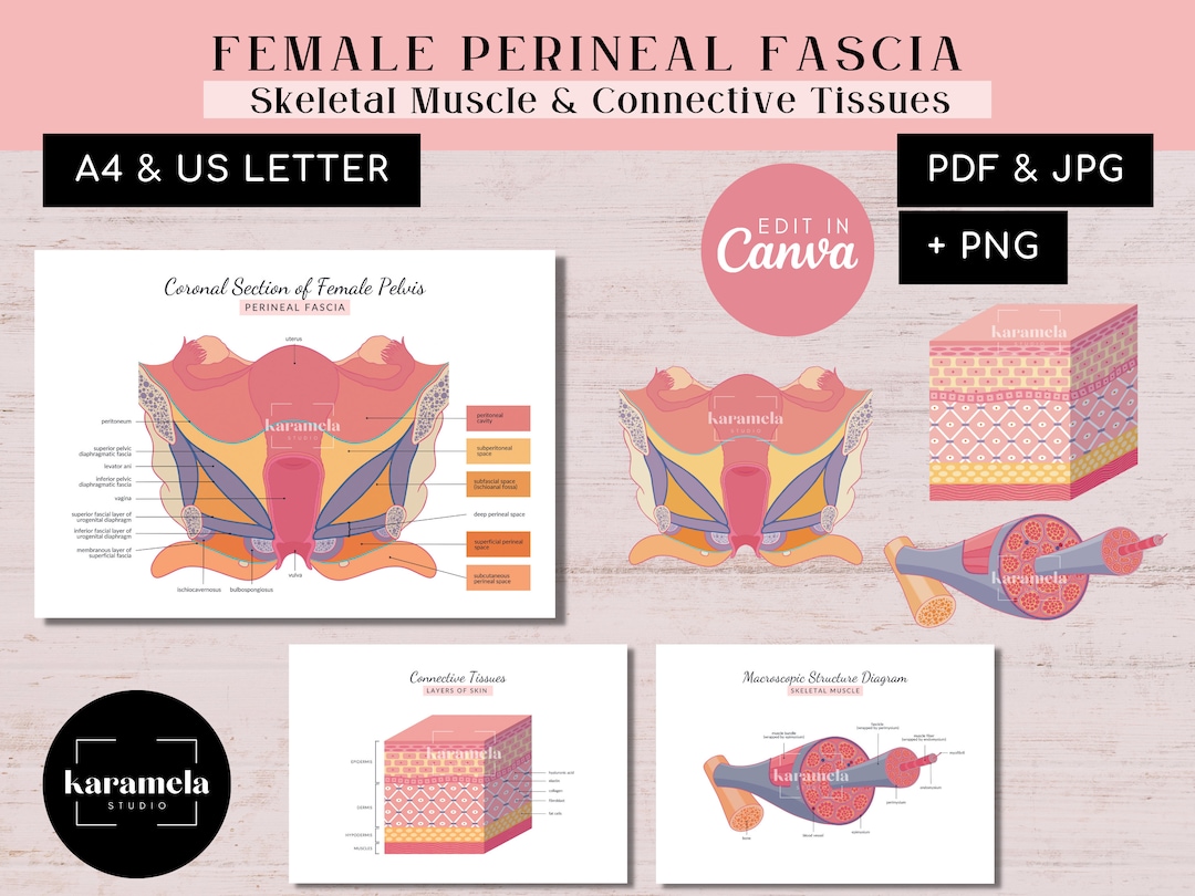 Coronal Section of Female Pelvis - Perineal Fascia | Skeletal Muscle ...