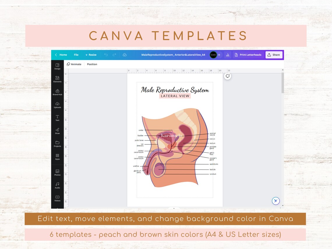 Male Reproductive System Anterior and Lateral View Pelvic Physical ...