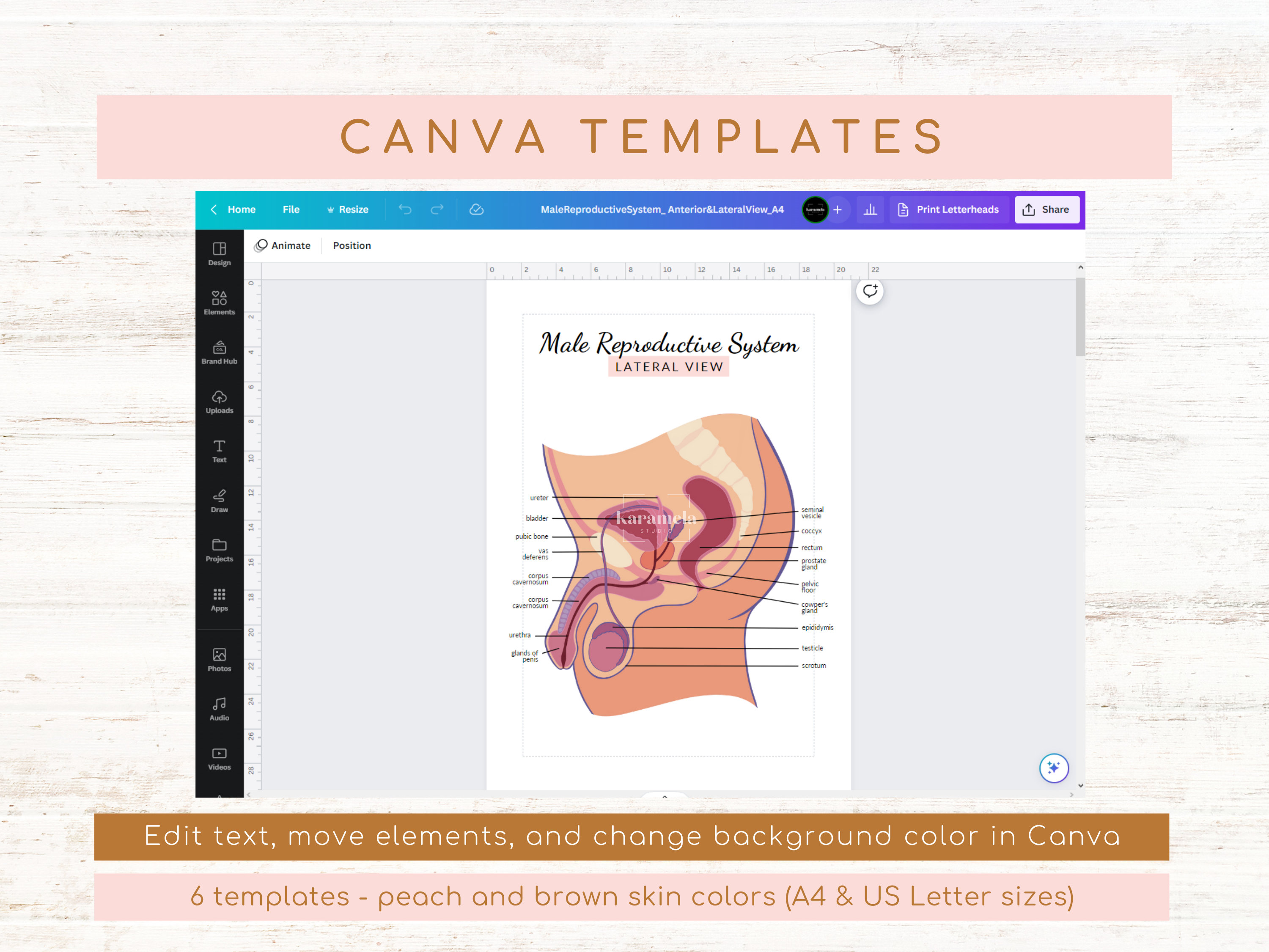 Male Reproductive System | Anterior and Lateral View | Pelvic Physical ...