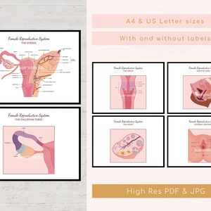 Female Reproductive System | Uterus - Ovary - Vulva - Cervix ...