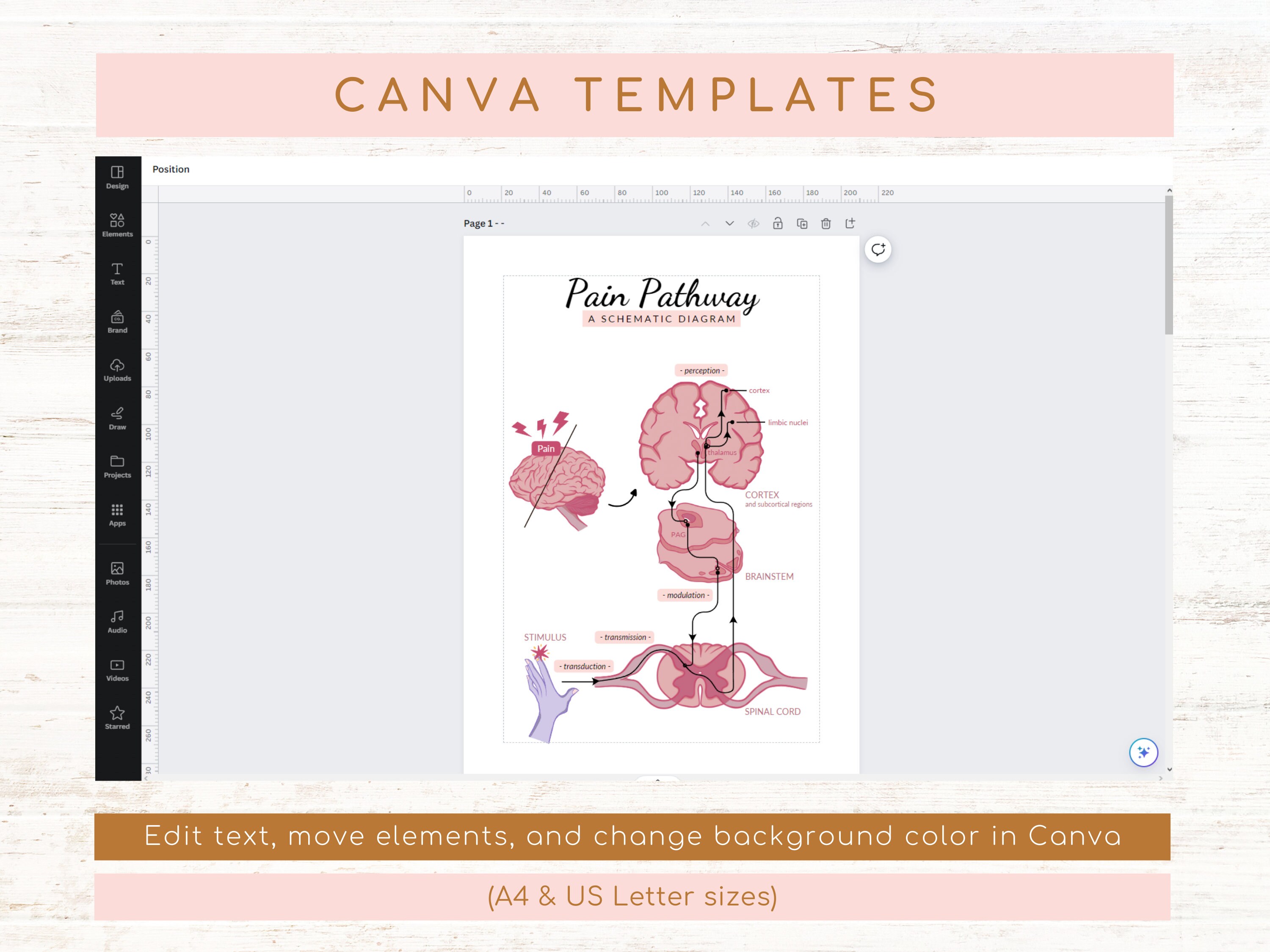 Pain Pathway Diagram | PNG Images & Canva | PDF + JPG | Spinal Cord ...