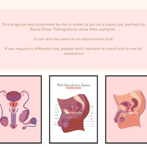 Male Reproductive System | Anterior and Lateral View | Pelvic Physical ...
