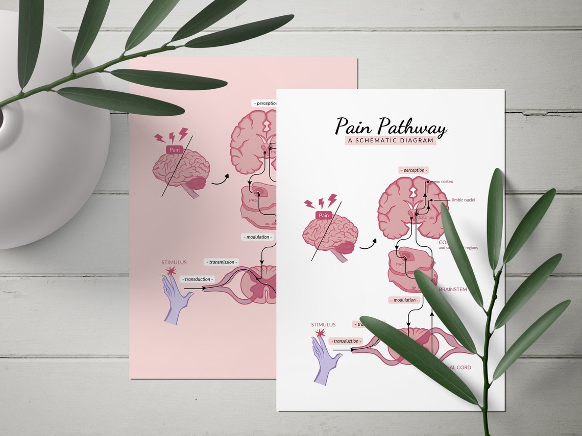 Pain Pathway Diagram | PNG Images & Canva | PDF + JPG | Spinal Cord ...
